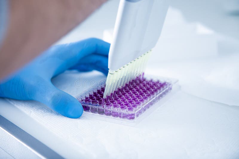 Cell Culture at the Cell Culture Laboratory Stock Photo - Image of ...
