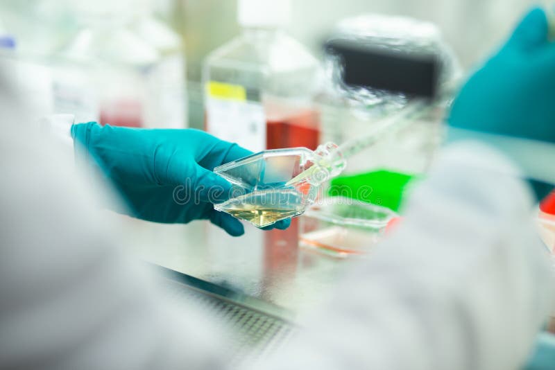 Cell culture stock image. Image of light, scientific - 261906339