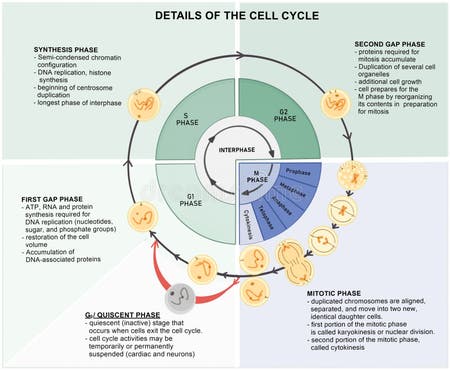 Cell Cycle Details stock illustration. Illustration of quiescence ...