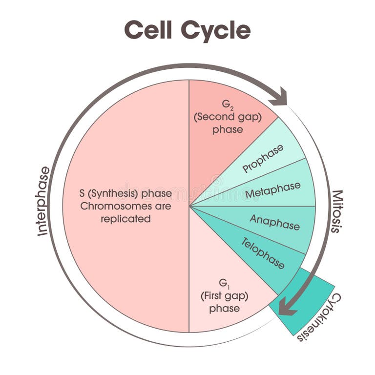 Cell Cycle Biology Science Illustration Graphic Stock Vector ...