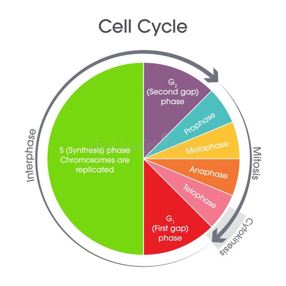 Cell Cycle Biology Science Illustration Graphic Stock Vector ...