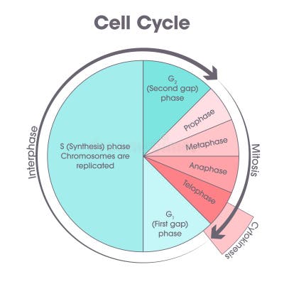Cell Cycle Biology Science Illustration Graphic Stock Vector ...