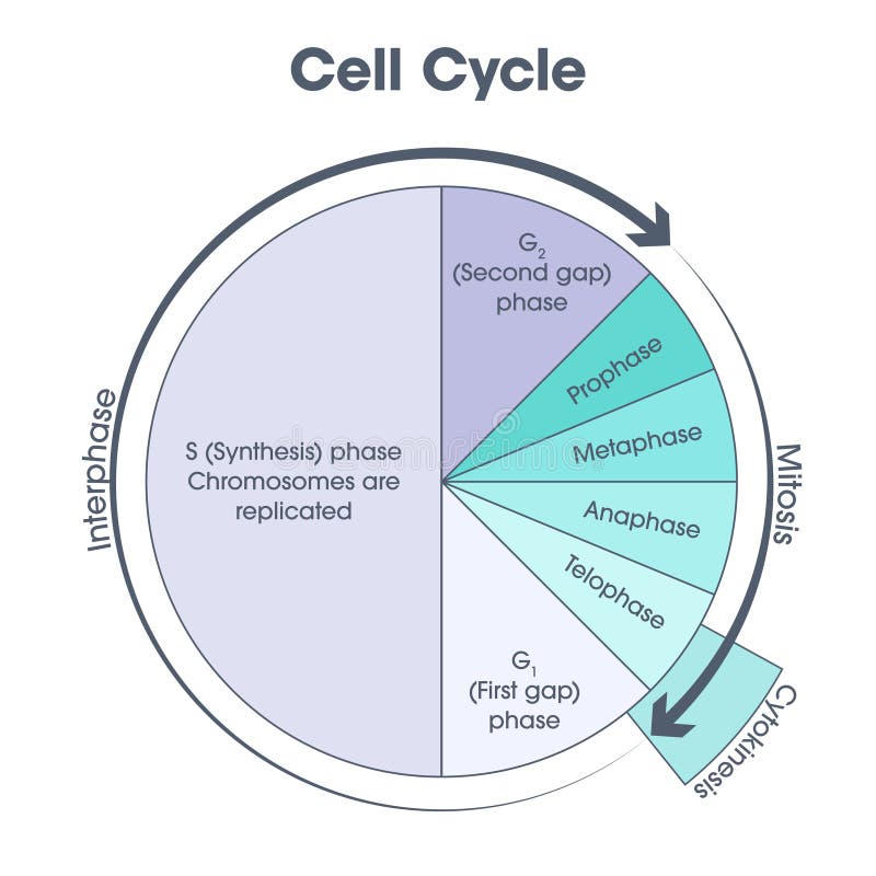 Cell Cycle Biology Science Illustration Graphic Stock Vector ...