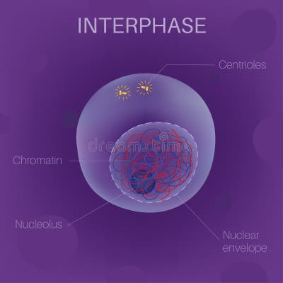 Interphase Stock Illustrations – 313 Interphase Stock Illustrations ...