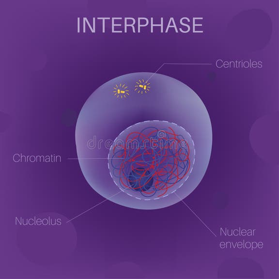 Interphase Stock Illustrations – 313 Interphase Stock Illustrations ...