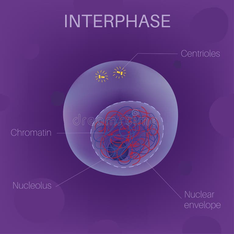 Prophase Diagram Stock Illustrations – 121 Prophase Diagram Stock ...