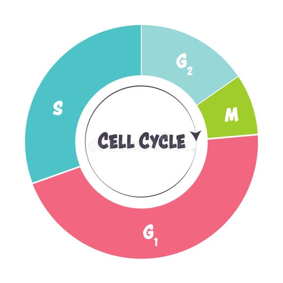 Phases of the Cell Cycle Scientific Illustration Graphic Stock ...