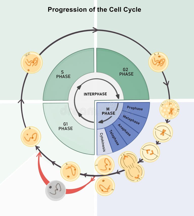 Interphase Cell Stock Illustrations – 239 Interphase Cell Stock ...