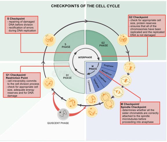 Cell Cycle Checkpoints stock illustration. Illustration of chromosome ...
