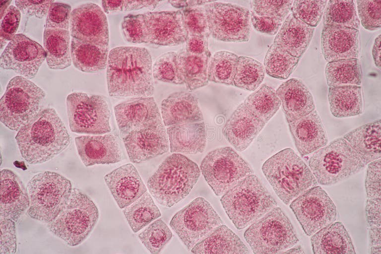 Cell Division and Cell Cycle Under the Microscope. Stock Image - Image ...