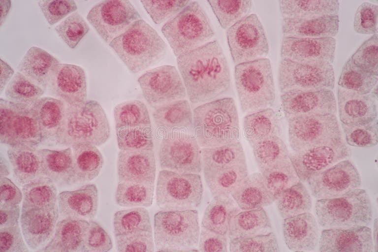 Cell Division and Cell Cycle Under the Microscope. Stock Photo - Image ...