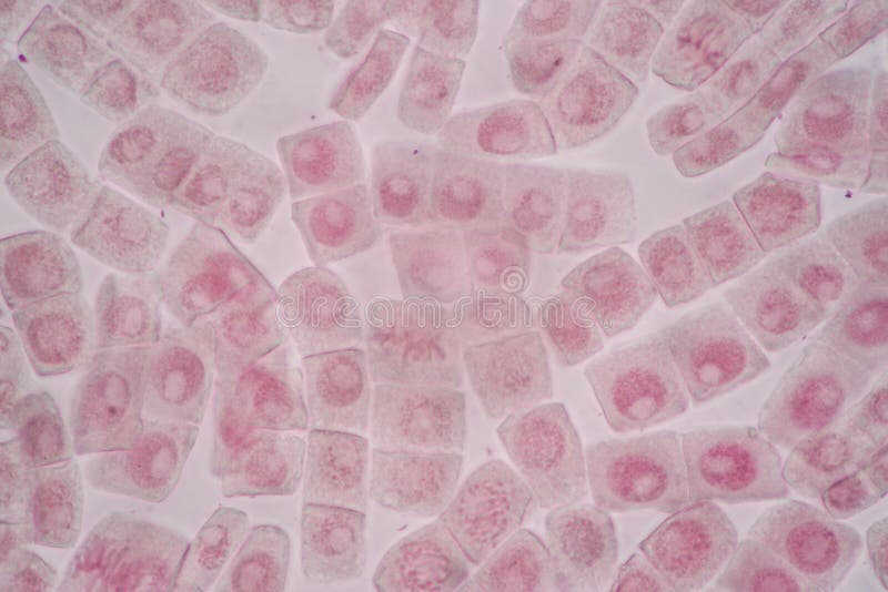 Cell Division and Cell Cycle Under the Microscope. Stock Image - Image ...