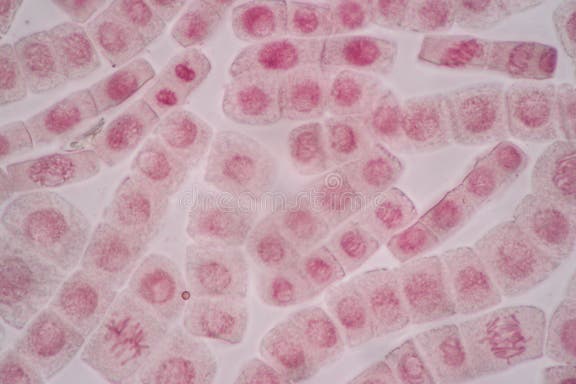 Cell Division and Cell Cycle Under the Microscope. Stock Photo - Image ...