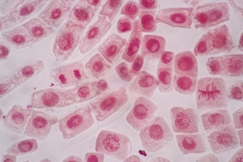 Cell Division and Cell Cycle Under the Microscope. Stock Image - Image ...