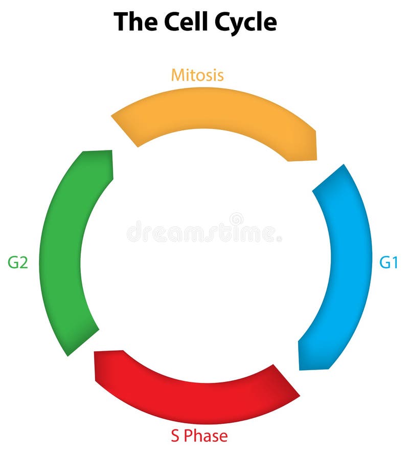 The cell cycle stock vector. Illustration of replication - 25707829