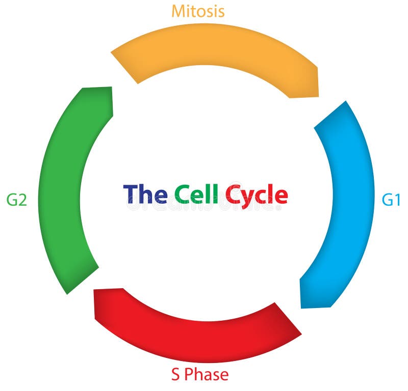 The Cell Cycle stock illustration. Illustration of anatomy - 39631953