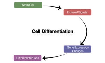 Cell Differentiation Stock Illustrations – 587 Cell Differentiation ...