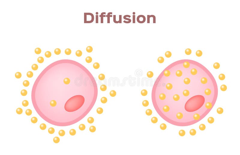 Simple Diffusion Cell Stock Illustrations – 62 Simple Diffusion Cell ...