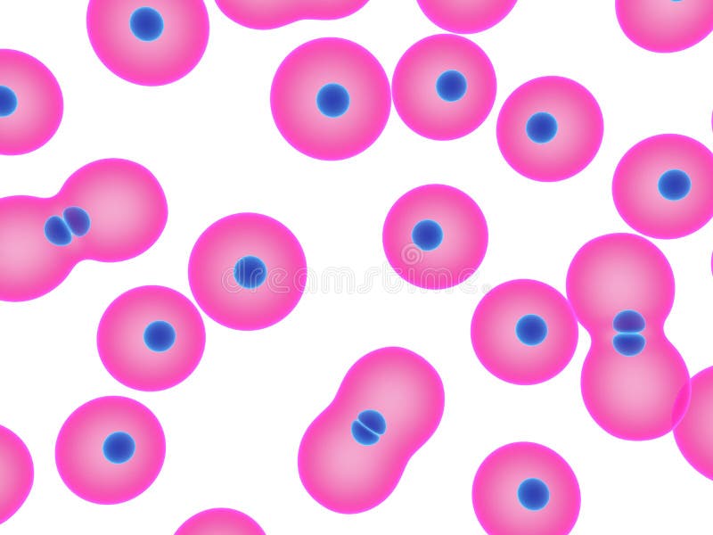 Cell division stock illustration. Illustration of infections - 2835925