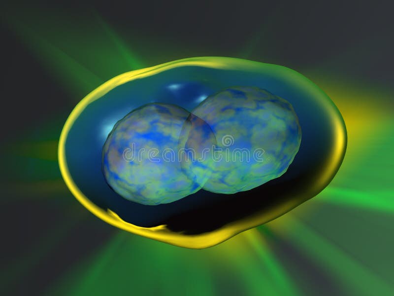 Cell division stock vector. Illustration of microbiology - 23554899