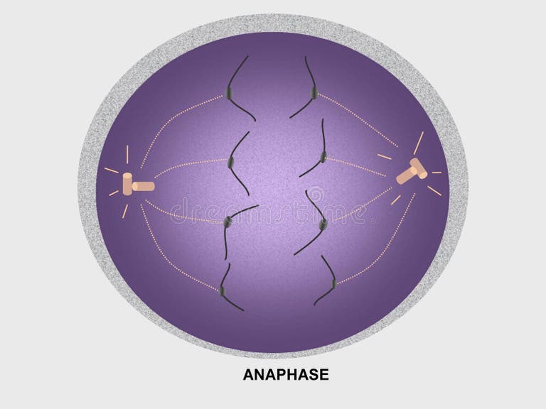 Anaphase Stock Illustrations – 268 Anaphase Stock Illustrations ...