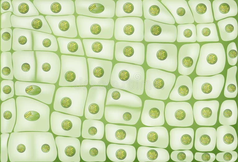 Prophase Stock Illustrations – 367 Prophase Stock Illustrations ...