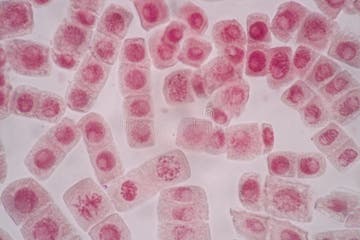 274 Cell Cycle Interphase Stock Photos - Free & Royalty-Free Stock ...