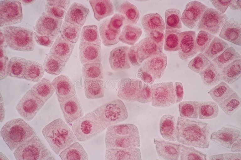 274 Cell Cycle Interphase Stock Photos - Free & Royalty-Free Stock ...