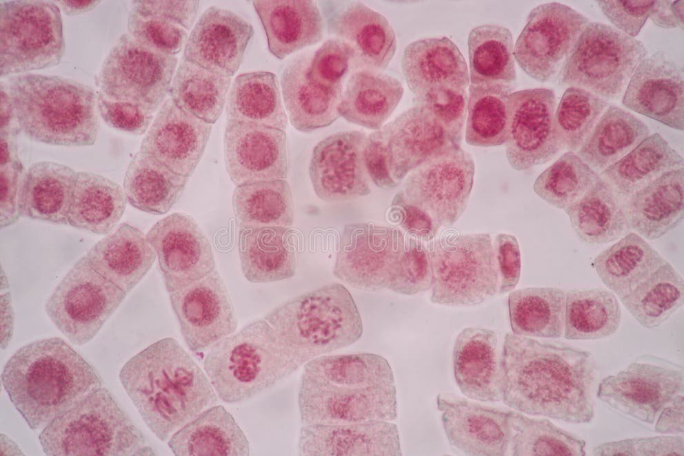 Cell Division and Cell Cycle Under the Microscope. Stock Photo - Image ...