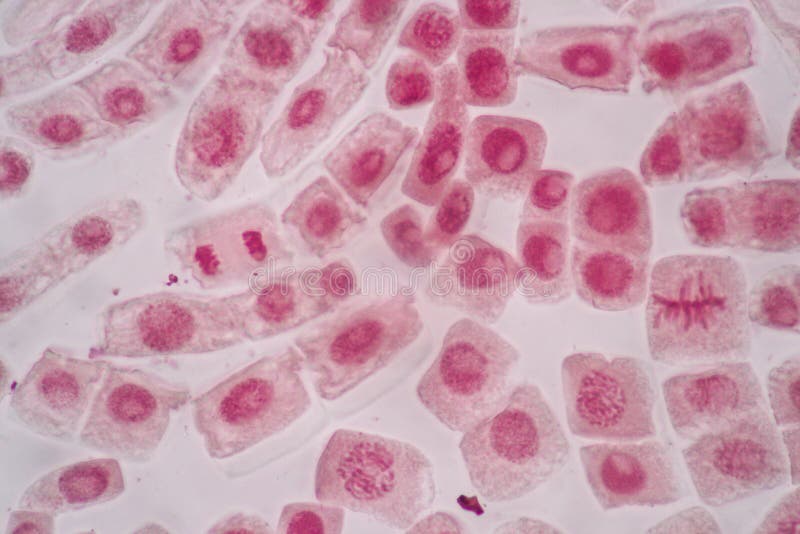 Cell Division and Cell Cycle Under the Microscope. Stock Image - Image ...