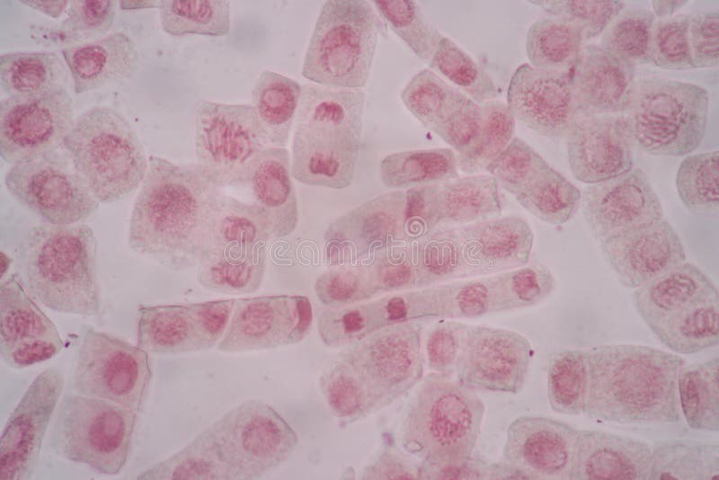 Cell Division and Cell Cycle Under the Microscope. Stock Photo - Image ...