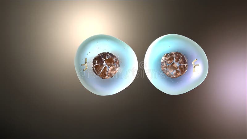 Cell Division or Cloning Cells. Stem Cells Dividing Under the ...