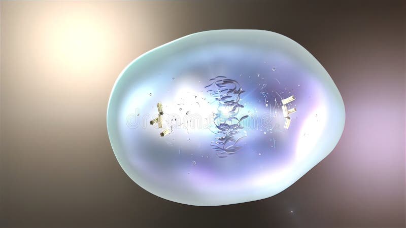 Cell Division or Cloning Cells. Stem Cells Dividing Under the ...