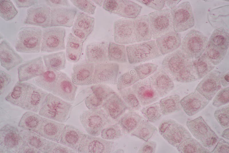 Cell Division and Cell Cycle Under the Microscope. Stock Image - Image ...