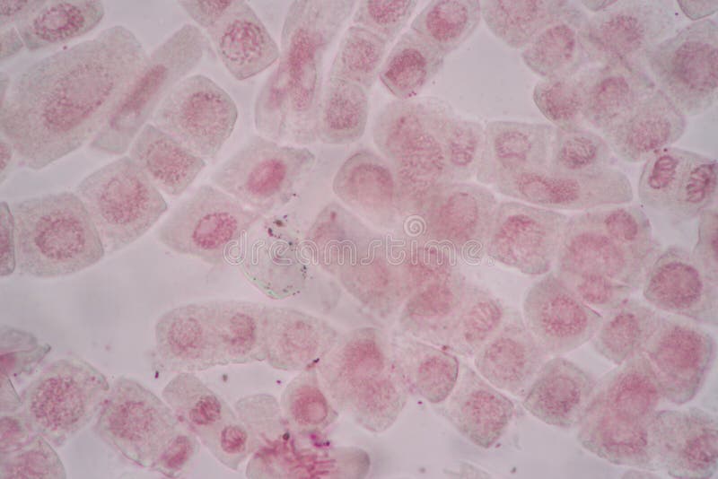 Cell Division and Cell Cycle Under the Microscope. Stock Photo - Image ...