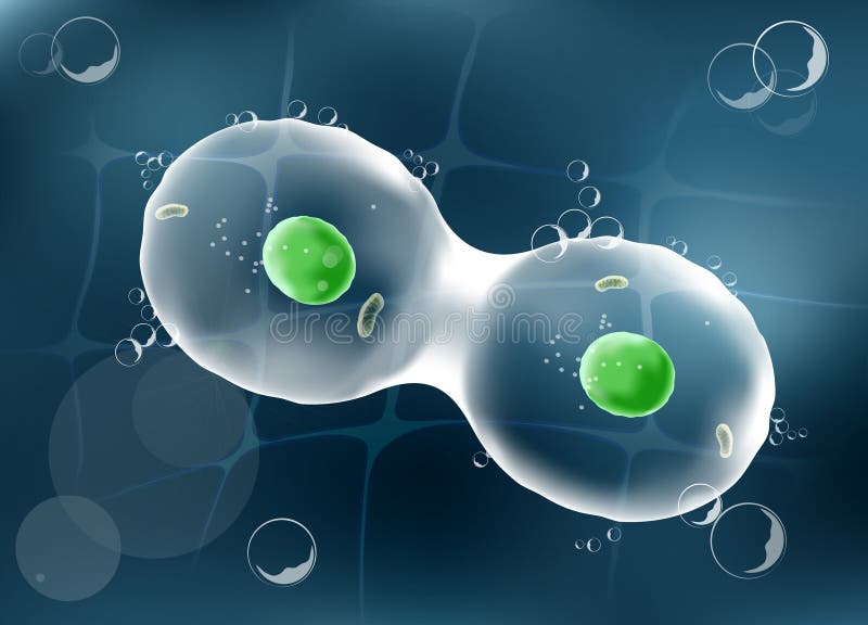 Cell Division Telophase and Cytokinesis Stock Illustration ...