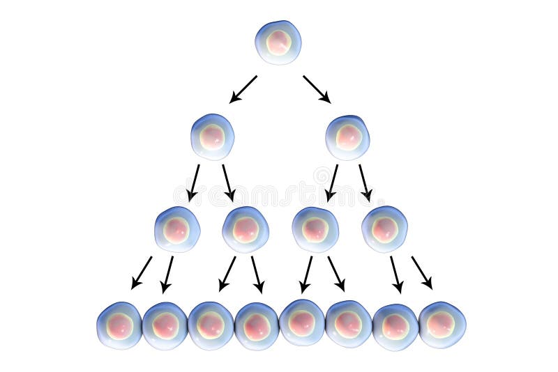 Cell Division, Illustration Stock Illustration - Illustration of ...