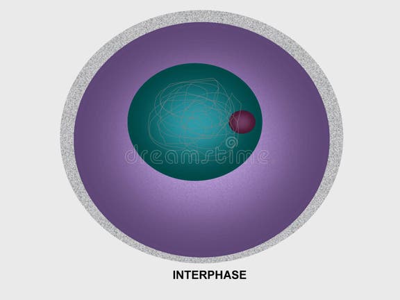 Interphase Stock Illustrations – 313 Interphase Stock Illustrations ...