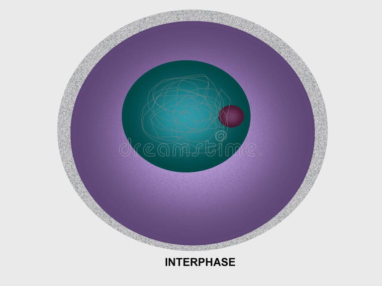 Cell Division Interphase stock illustration. Illustration of mitosis ...