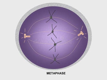 Metaphase Diagram Stock Illustrations – 157 Metaphase Diagram Stock ...