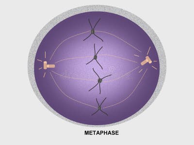 Metaphase Diagram Stock Illustrations – 157 Metaphase Diagram Stock ...