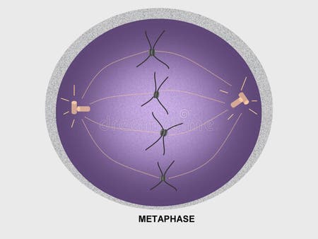 Metaphase Diagram Stock Illustrations – 157 Metaphase Diagram Stock ...