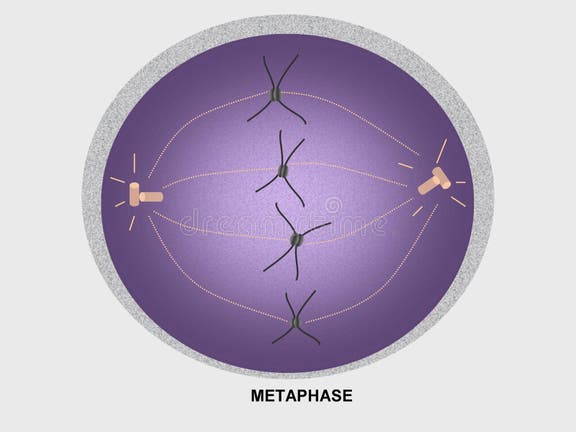 Metaphase Diagram Stock Illustrations – 157 Metaphase Diagram Stock ...