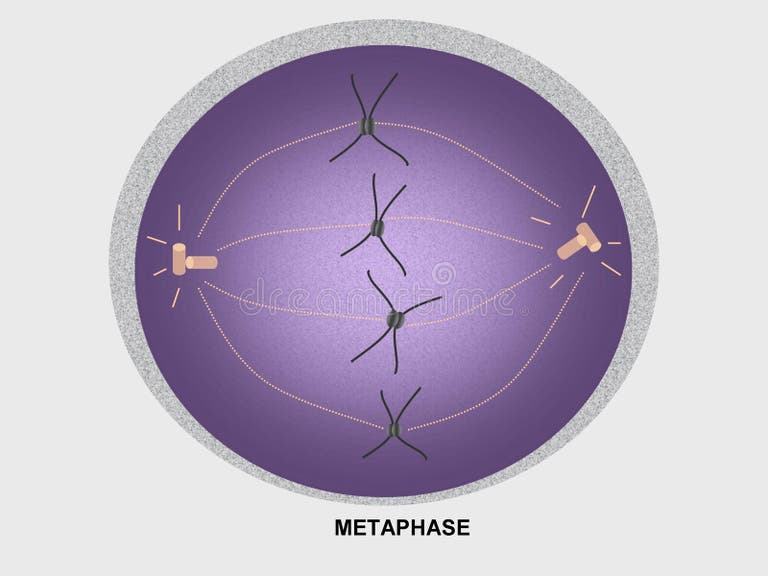 Metaphase Stock Illustrations – 339 Metaphase Stock Illustrations ...
