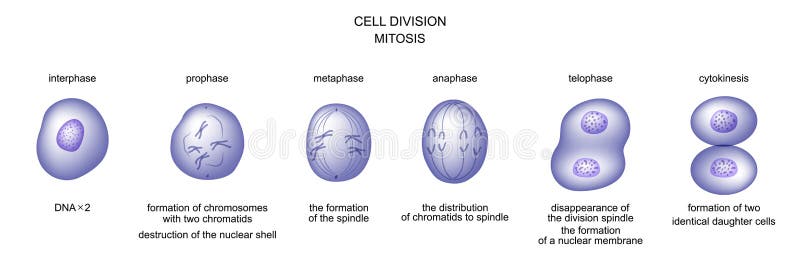 Bacterial cell division stock illustration. Illustration of asexual ...