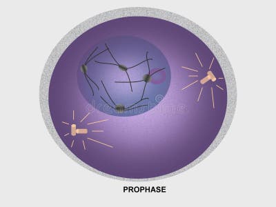 Prophase Diagram Stock Illustrations – 156 Prophase Diagram Stock ...