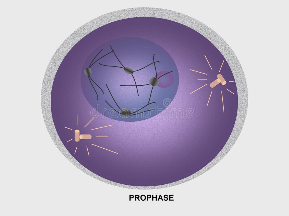 Prophase Diagram Stock Illustrations – 82 Prophase Diagram Stock ...