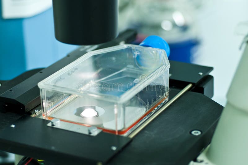 Cell Flask Under Microscope Stock Image - Image of education ...