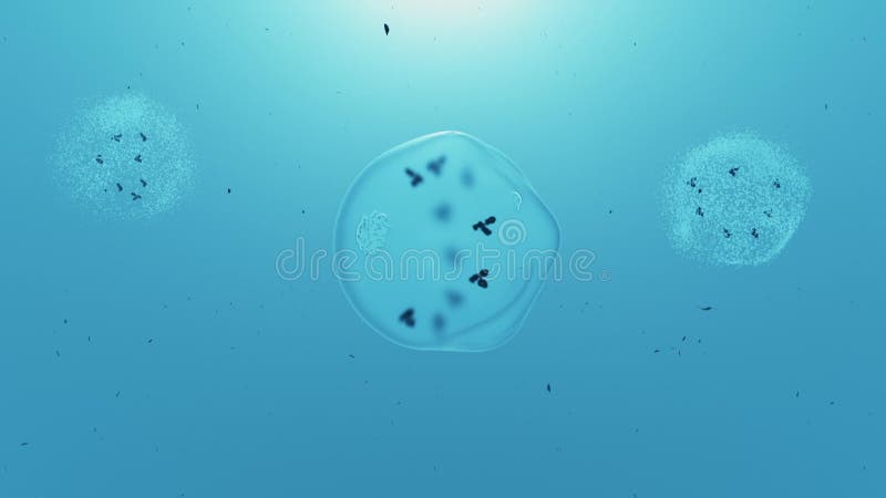 Cell Lysis, 3d Animation. Breaking Down of the Membrane of a Cell Stock ...
