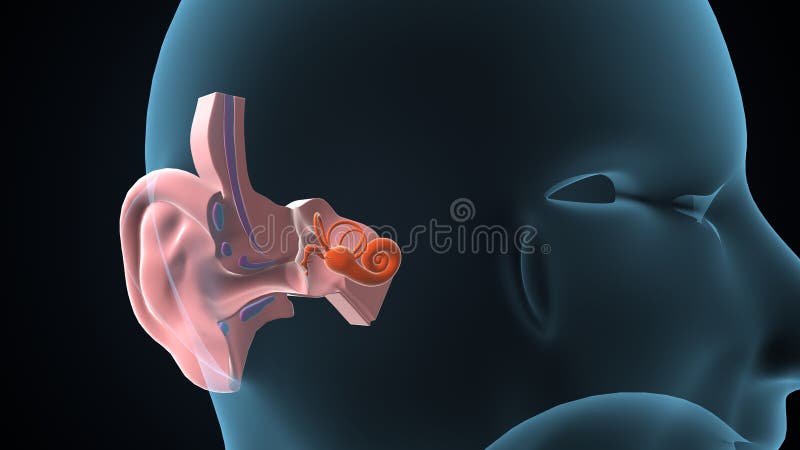 Male Human Ear Anatomy. 3d Illustration Stock Illustration ...